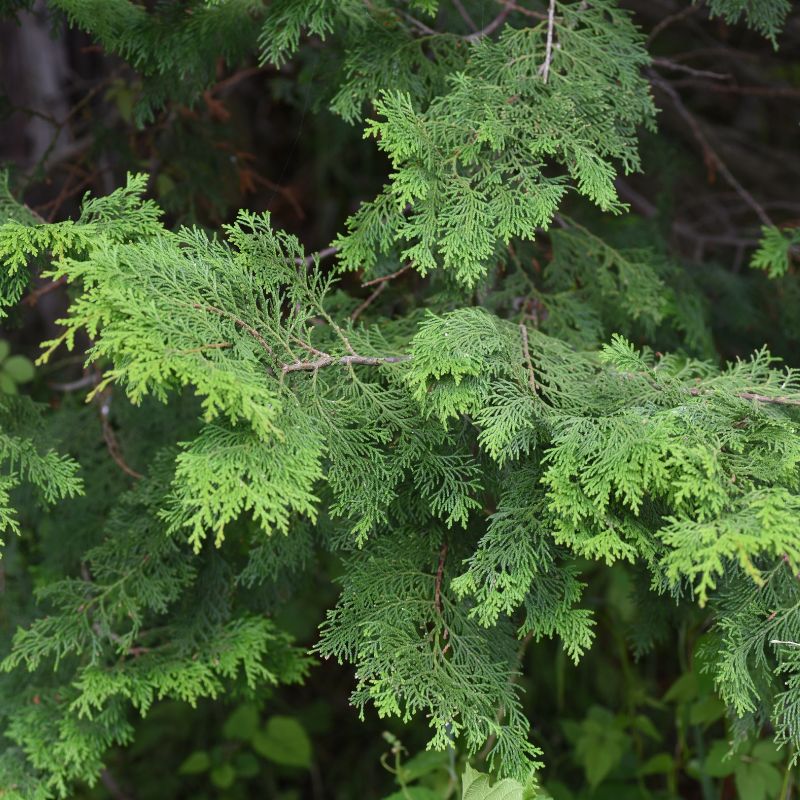 CYPRESS ESSENTIAL OIL- BENEFITS, USES, AND ORIGIN — FoodCraft Online Store
