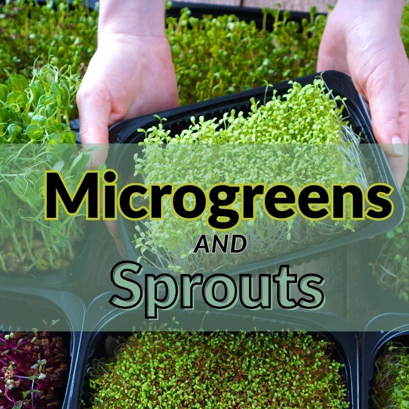 Microgreens vs Sprouts: Concentrated Nutrition in Small Packages ...