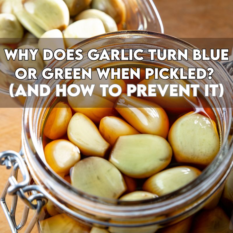 Why Garlic Turns Blue When Pickled + Prevention Tips & Recipe ...