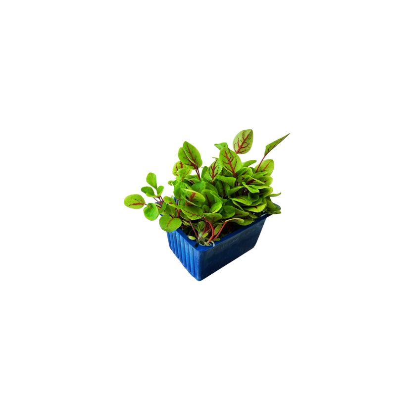 Red Vene Microgreens - 30g – FoodCraft Online Store