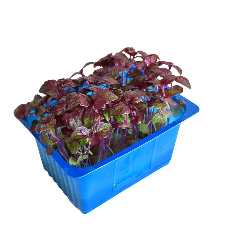 Purple Shiso (Perilla) Microgreens - 30g — FoodCraft Online Store